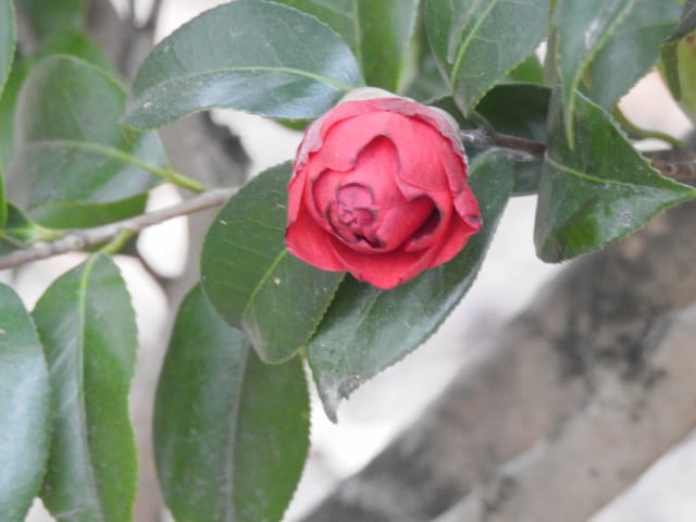 藻汐。花期2月～4月P